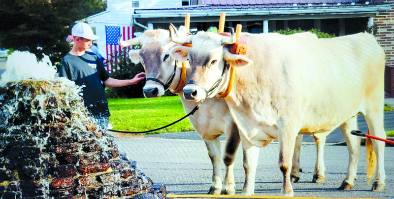 Cows | News, Sports, Jobs - The Sentinel